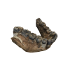 KNMER 30745 | African Fossils